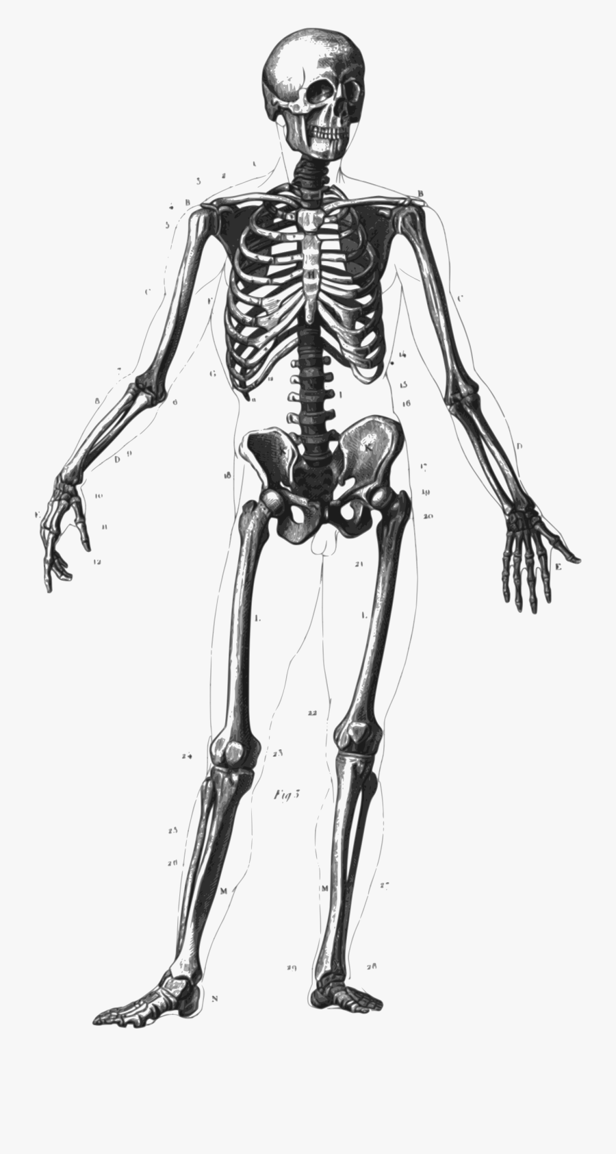 Skeleton Clipart Free Download Clip Art On - Many Bones In Human Body ...