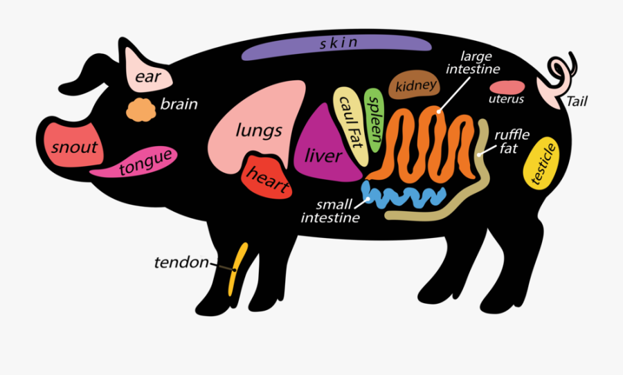 Clip Art Pig Cuts Of Meat Diagram - Pork Ruffle Fat , Free Transparent ...