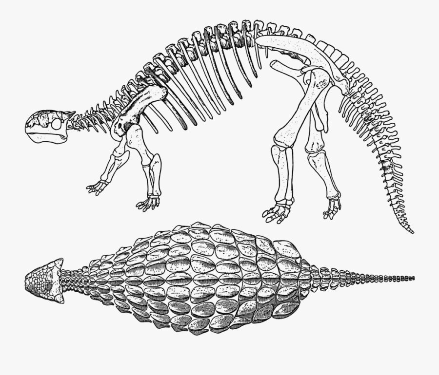 Clip Art Ankylosaurus Skeleton - Ankylosaurus Osteoderms , Free ...