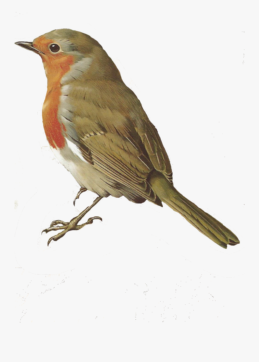 Transparent Background Robin Bird Png , Free Transparent Clipart ...