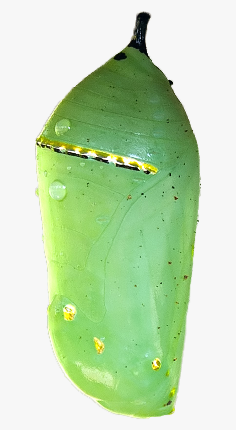 Monarch - Pupa Transparent , Free Transparent Clipart - ClipartKey