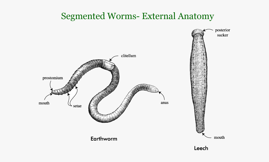 Worm Clipart Soil Organism - External Features Of Segmented Worms ...
