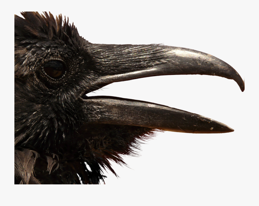 Crow Head Png , Free Transparent Clipart - ClipartKey