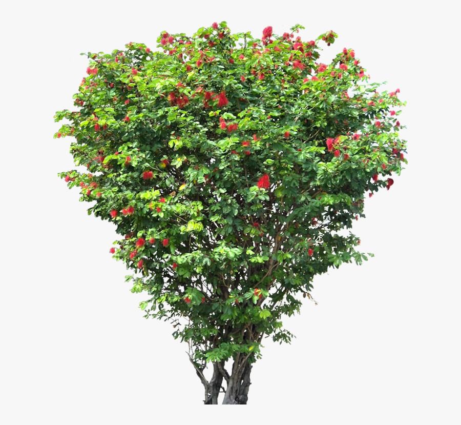 Tree Shrub Download Hd Png Clipart - Shrubs Png , Free Transparent ...