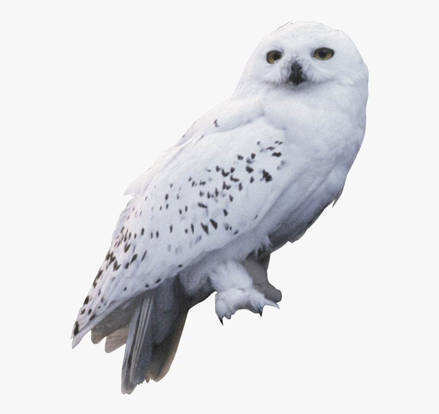 Harry Potter And The Chamber Of Secrets Owl Hedwig - Harry Potter ...