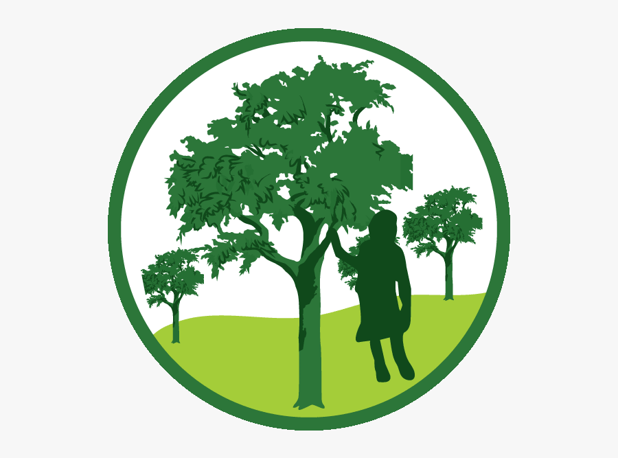 Livelihoods - Plane-tree Family , Free Transparent Clipart - ClipartKey