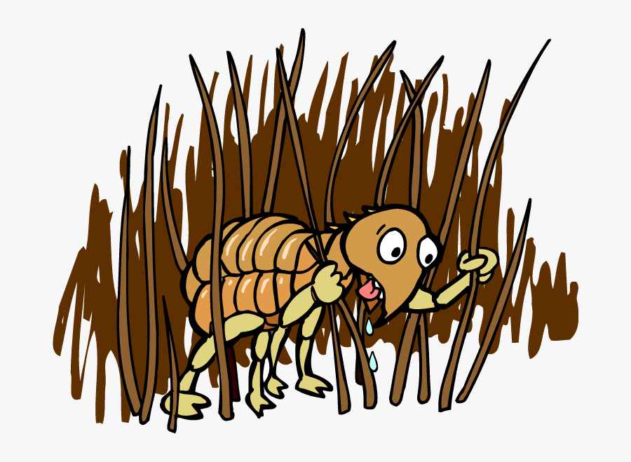 Fleas - Illustration , Free Transparent Clipart - ClipartKey