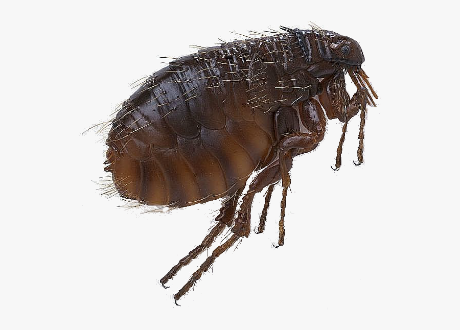 Flea Png Pic - Cat Flea Up Close , Free Transparent Clipart - ClipartKey