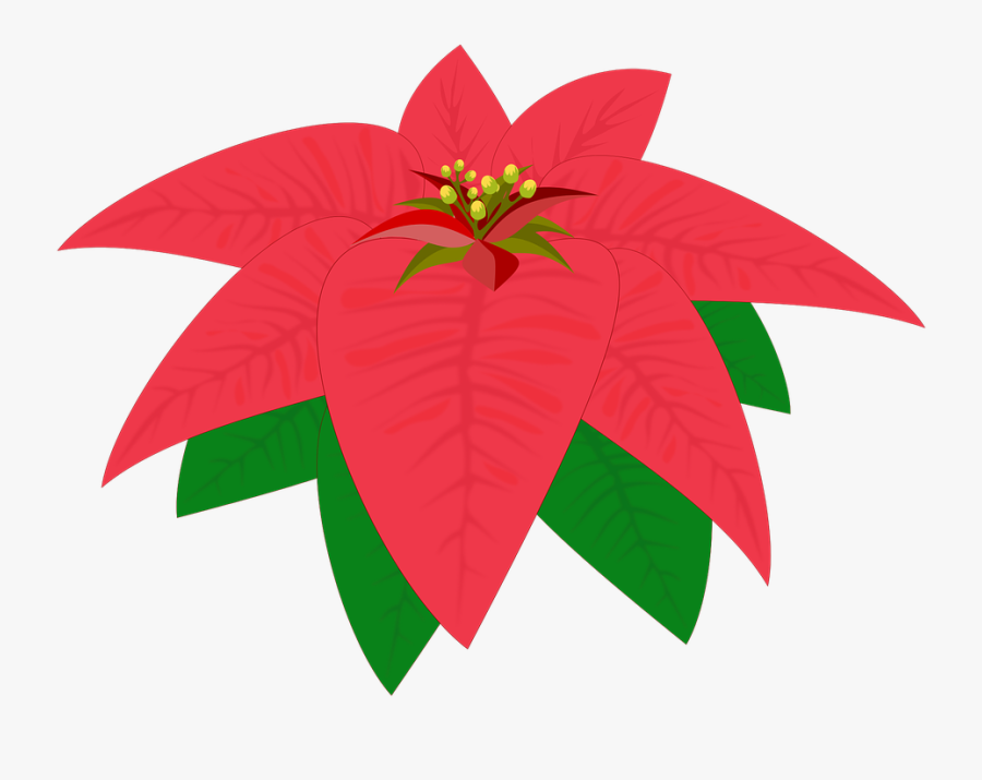 Plant,flower,leaf - Clip Art , Free Transparent Clipart - ClipartKey