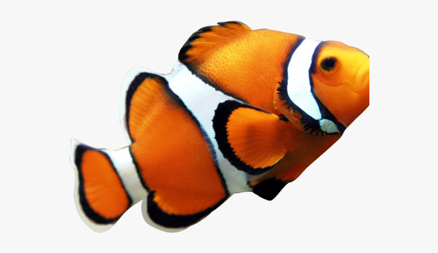 Ocean Fish No Background , Free Transparent Clipart - ClipartKey