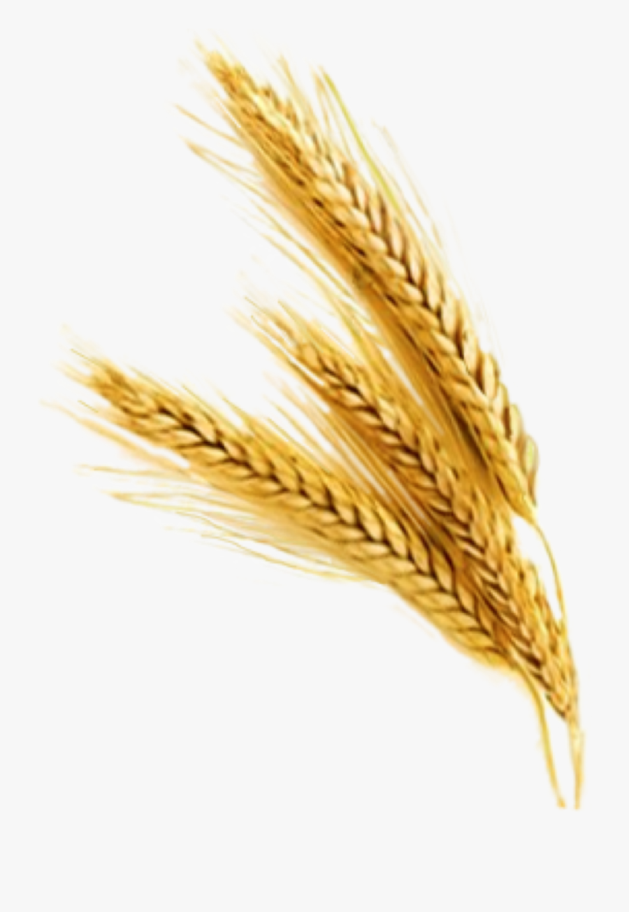 Transparent Trigo Png - Wheat Stems Png , Free Transparent Clipart ...