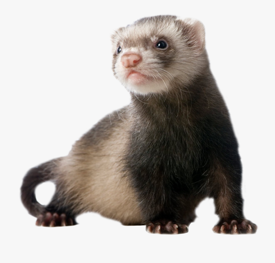 Transparent Ferret Png , Free Transparent Clipart - ClipartKey