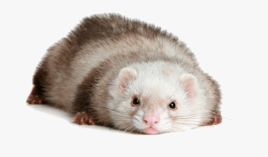 Ferret - Transparent Background Ferret Png , Free Transparent Clipart ...