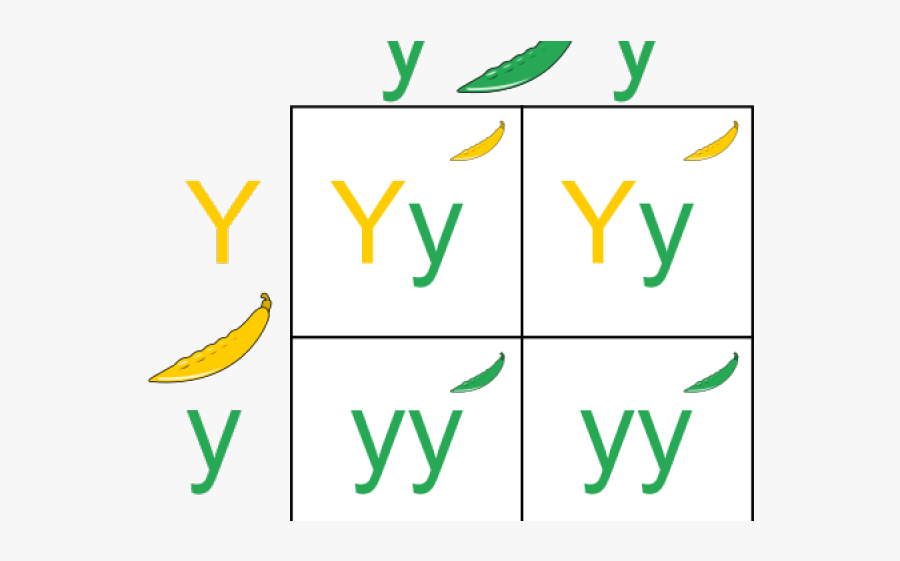 Punnett Square , Free Transparent Clipart - ClipartKey