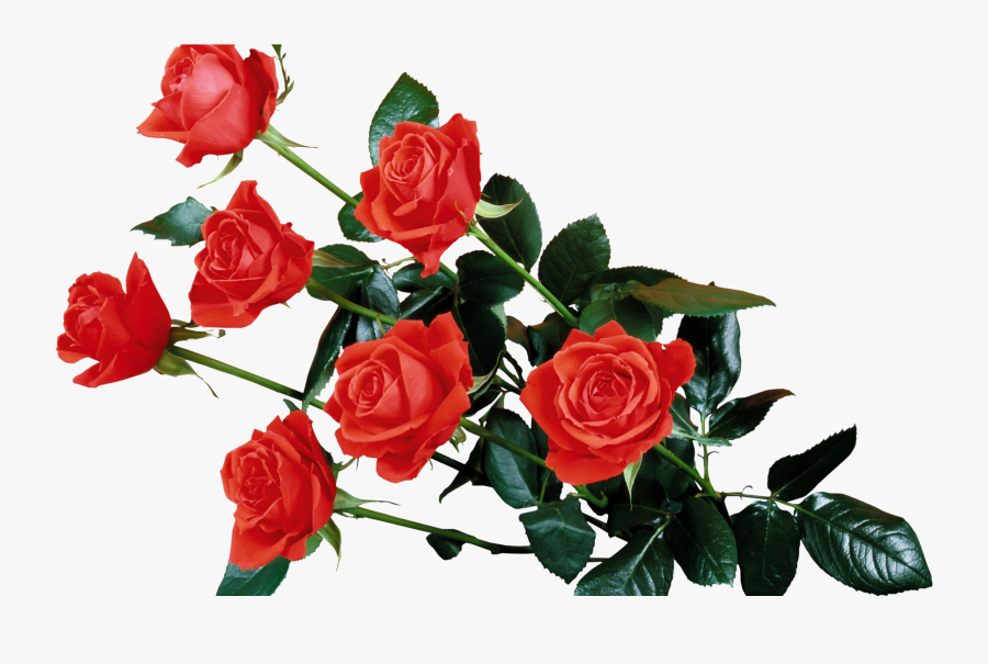Transparent Background Red Flowers Png , Free Transparent Clipart ...