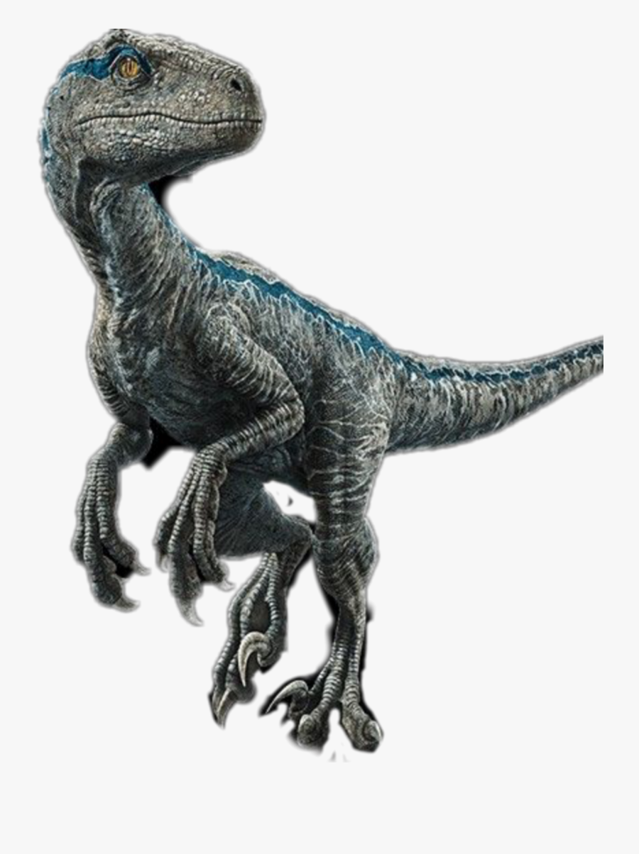 #blue, #velociraptor , #raptor, #jurrasicworld - Blue Raptor , Free ...