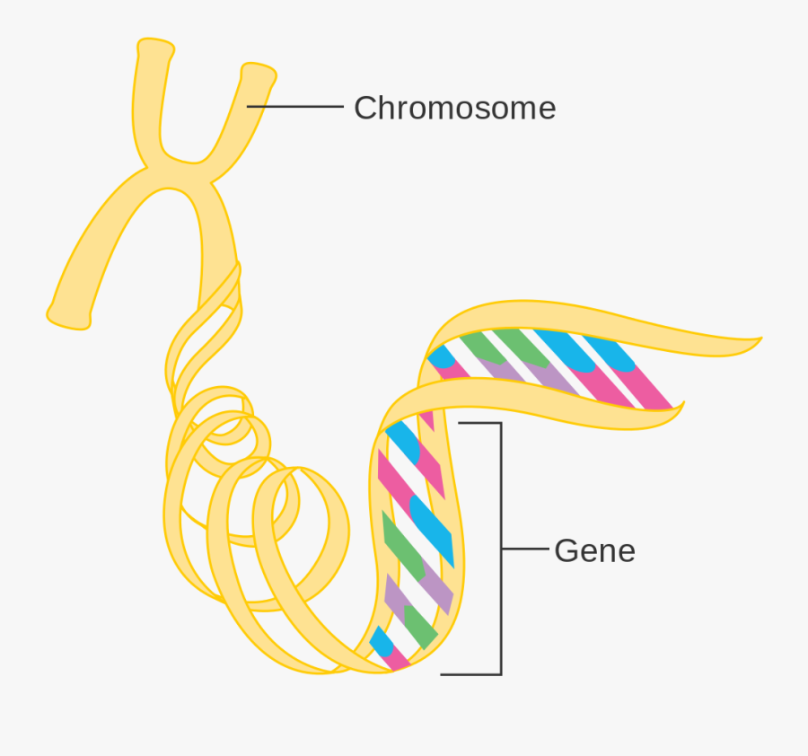 Gene Chromosome Png , Free Transparent Clipart - ClipartKey