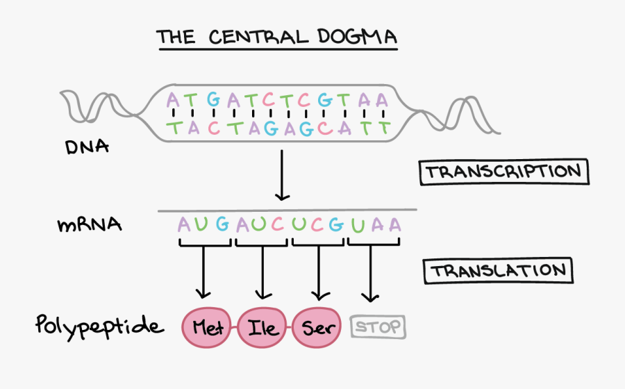 Dna Mrna Trna , Free Transparent Clipart - ClipartKey