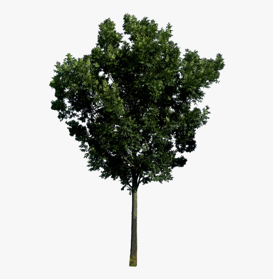 Tree Png Free - Trees In Elevation Png , Free Transparent Clipart ...