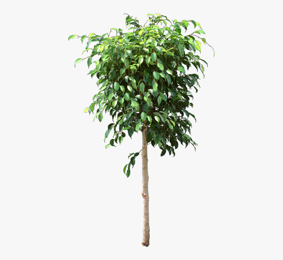 The Original Indoor Ficus, Ficus Benjamina, Lost Leaves - Ficus Tree ...