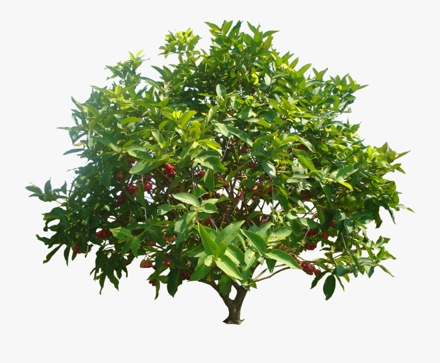 Transparent Mango Plant Png , Free Transparent Clipart - ClipartKey