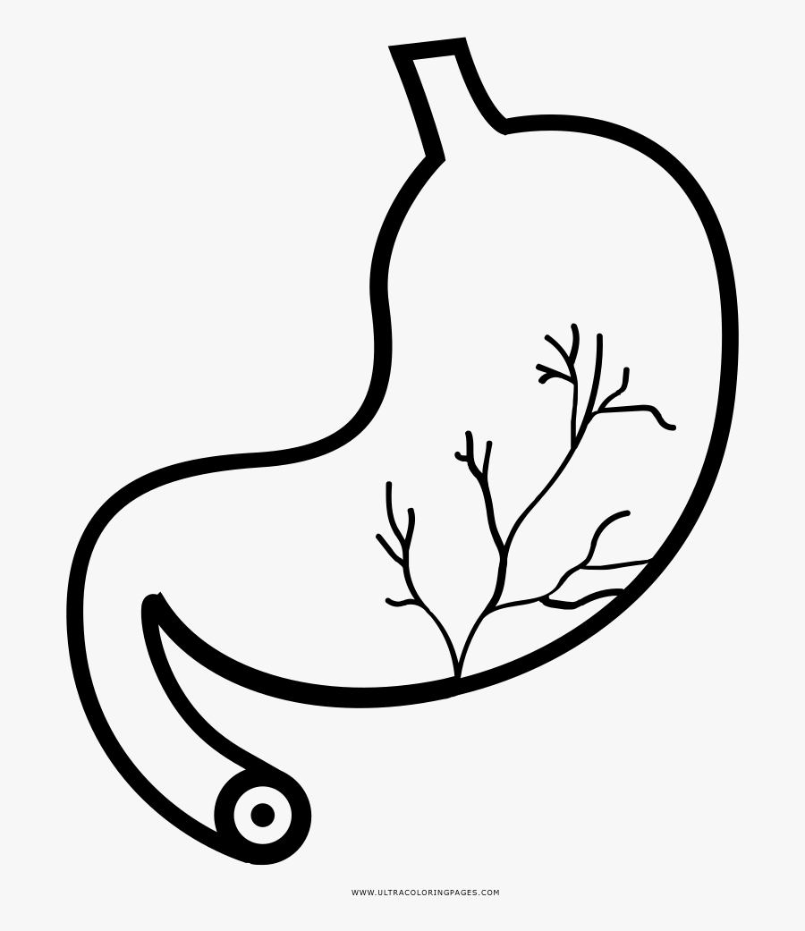 Stomach Coloring Page - Estomago Humano Para Colorear , Free ...