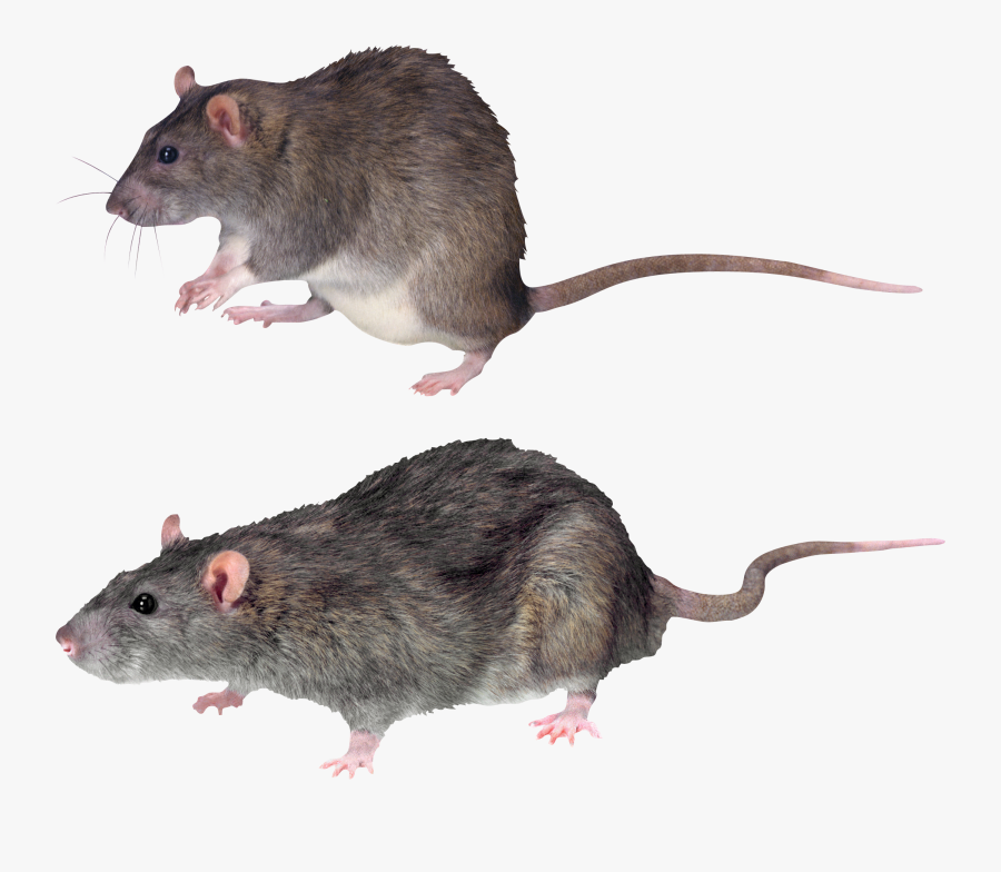 Mouse, Rat Png Image - Rat , Free Transparent Clipart - ClipartKey