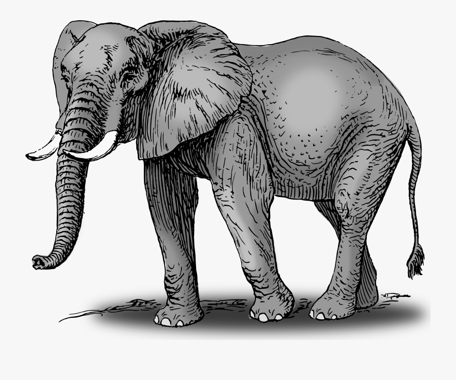 Transparent Elephant Clipart Outline - Colored Elephant , Free ...