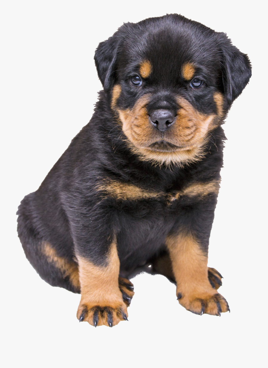 Rottweiler Puppy Transparent Background , Free Transparent Clipart ...