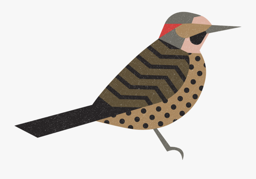 Northernflicker - Northern Flicker , Free Transparent Clipart - ClipartKey