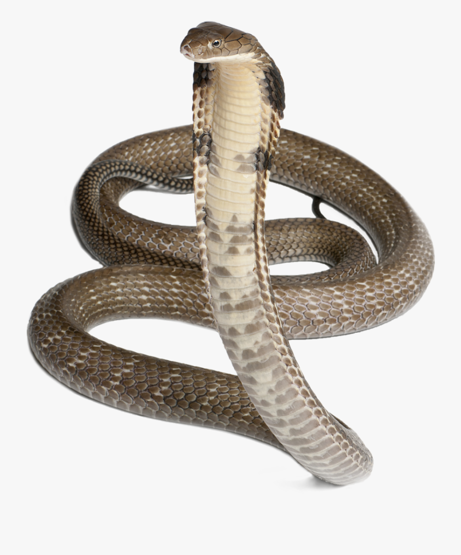 King Cobra Png Clipart - King Cobra White Background , Free Transparent ...