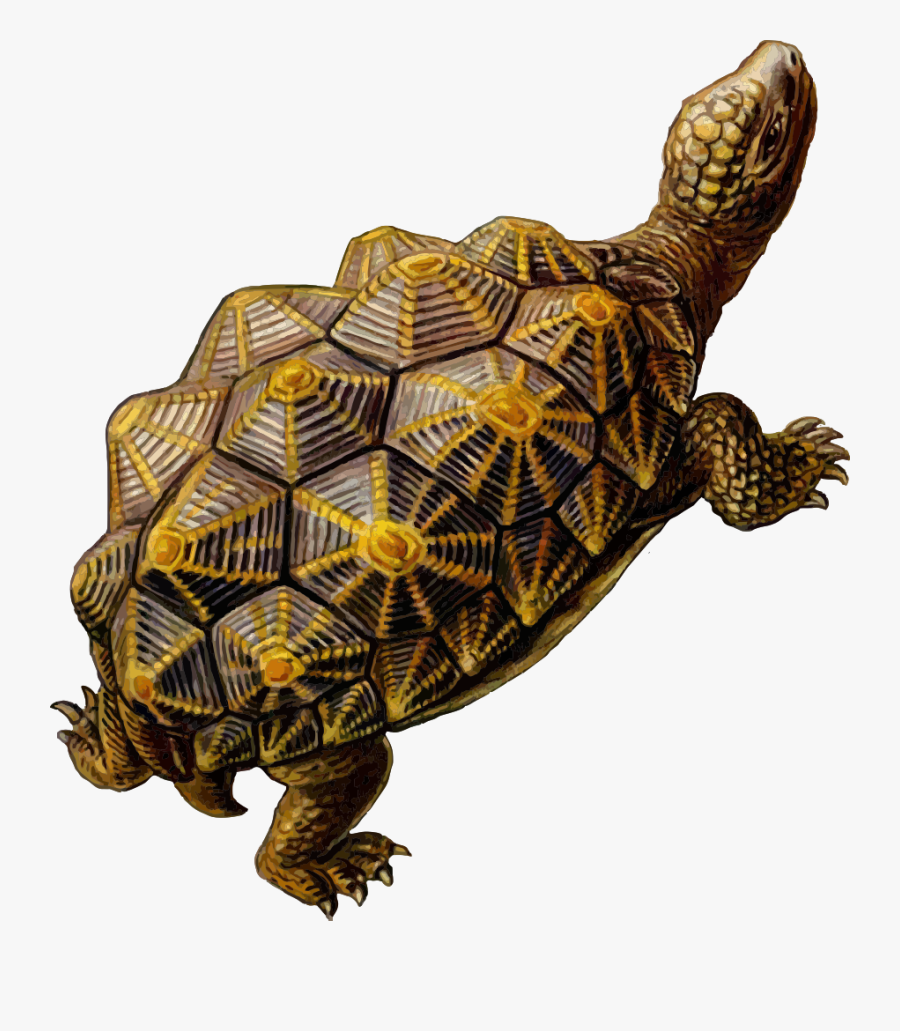 Prehistoric Turtle - Prehistoric Turtles An Names , Free Transparent ...