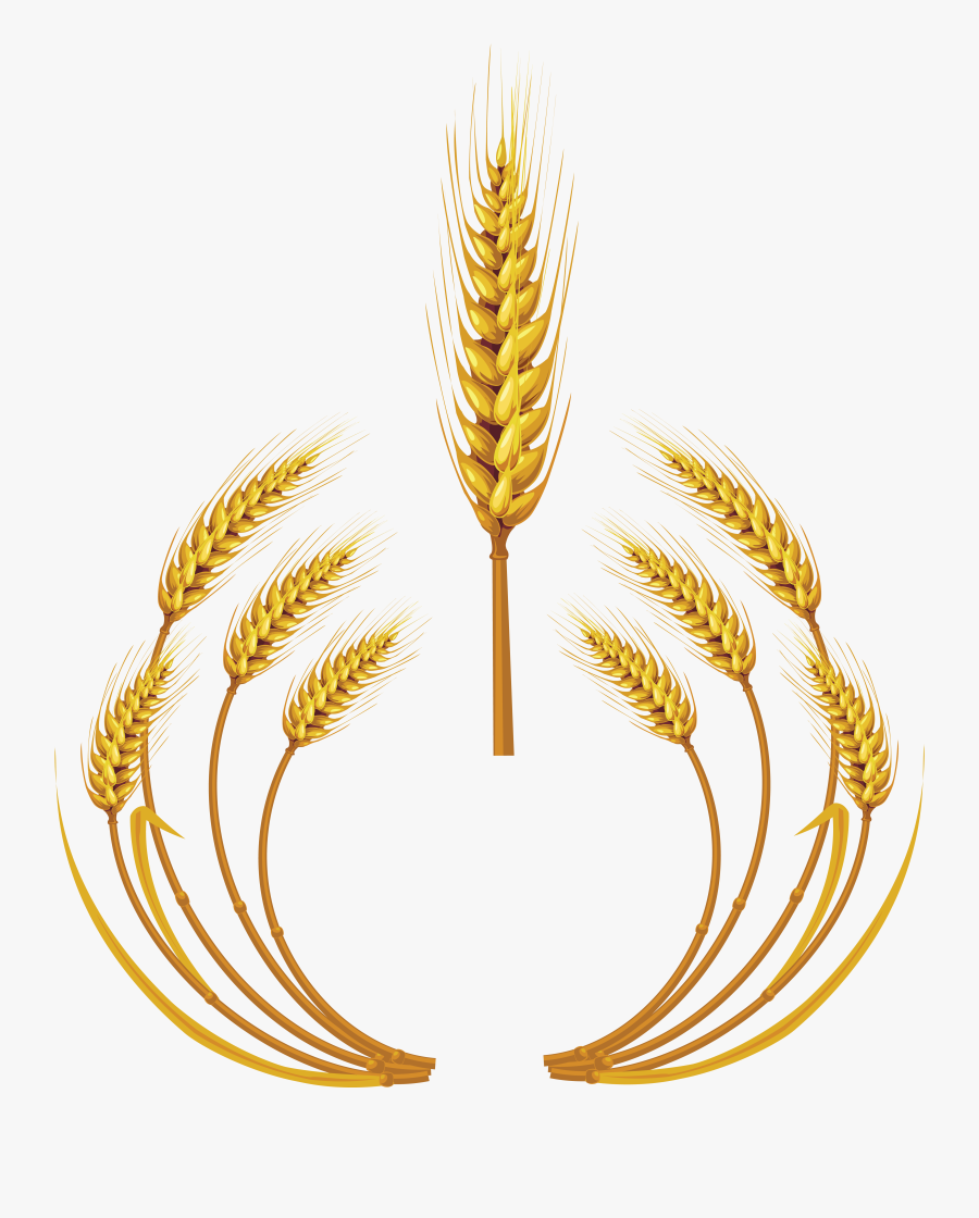 Download Transparent Png - Wheat Vector , Free Transparent Clipart ...