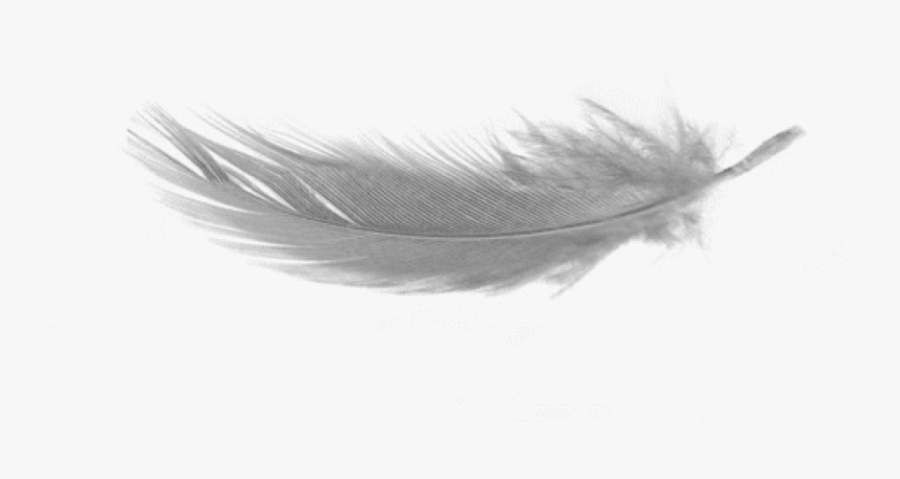 Transparent Background Feather Png , Free Transparent Clipart - ClipartKey