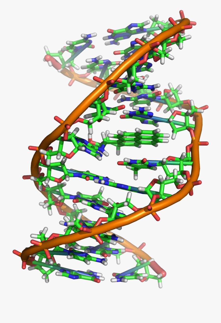 Physical Mutation Drawback - Dna Molecule Png , Free Transparent ...