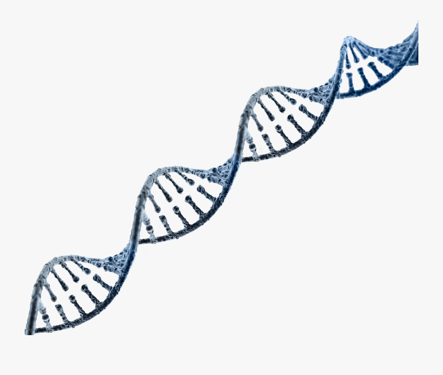 Dna Strand Transparent Background , Free Transparent Clipart - ClipartKey