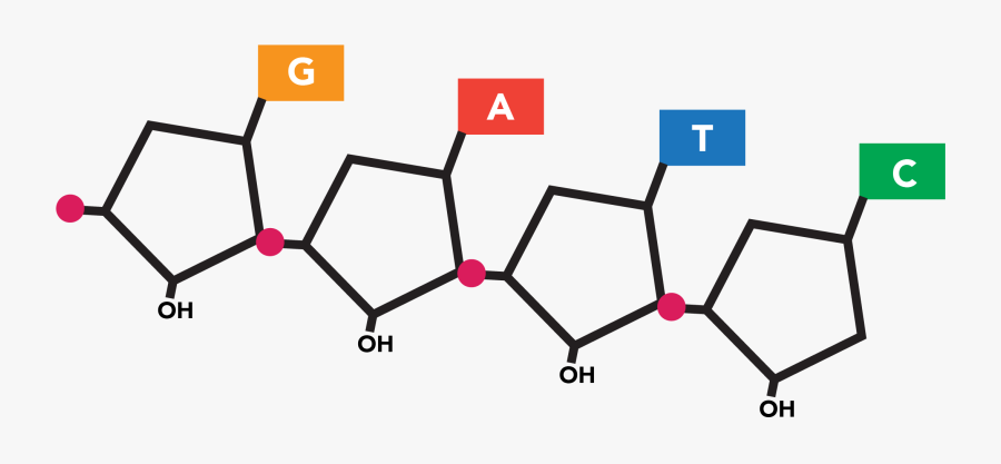 Gatc Nucleotides , Free Transparent Clipart - ClipartKey