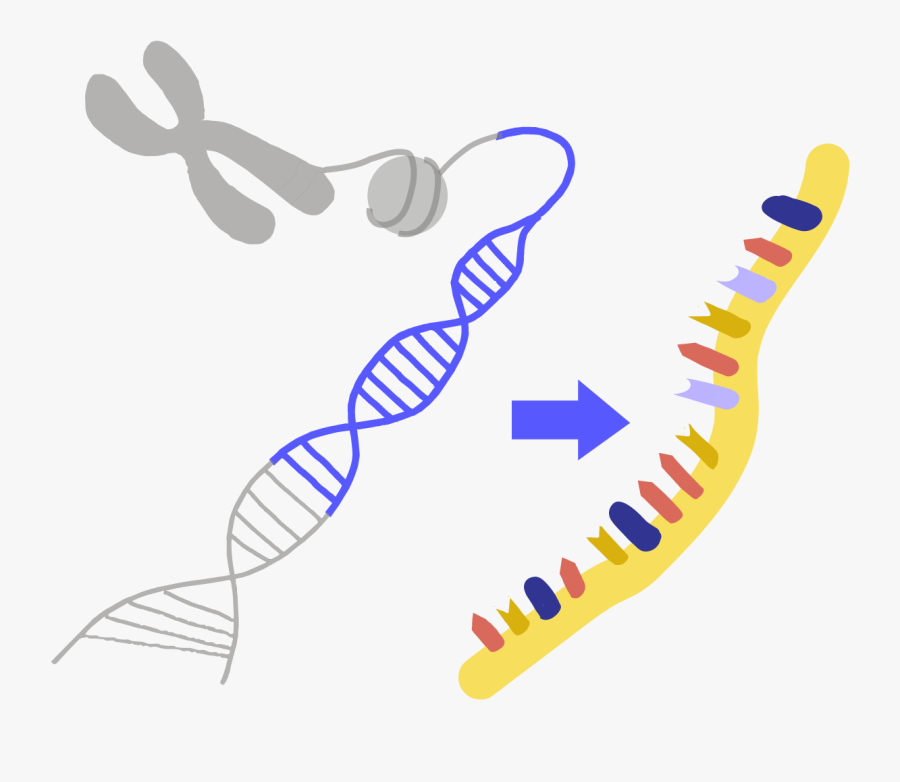 Image Of Transcription - Epigenetics Clipart , Free Transparent Clipart ...