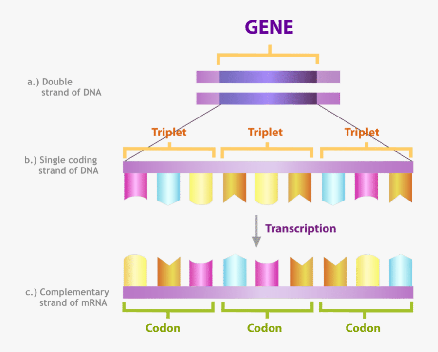 Triplet In Protein Synthesis , Free Transparent Clipart - ClipartKey
