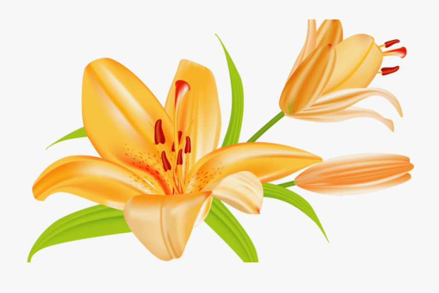 Lily Vector , Free Transparent Clipart - ClipartKey
