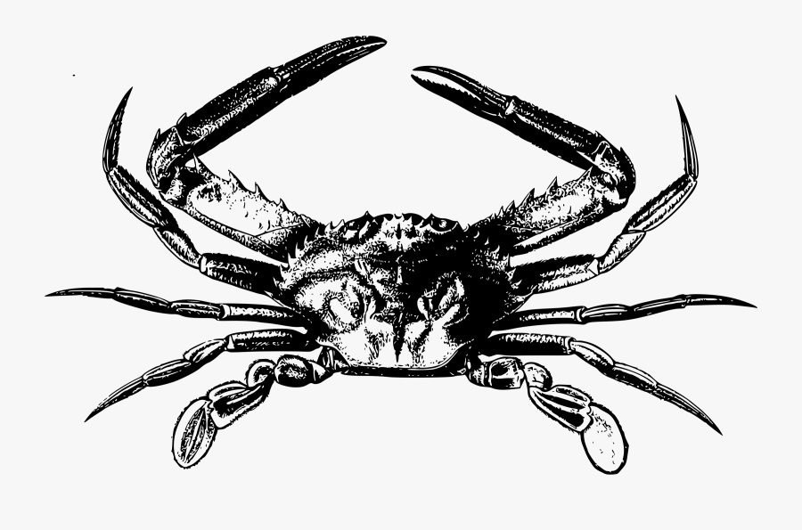 Kepiting Vector , Free Transparent Clipart - ClipartKey