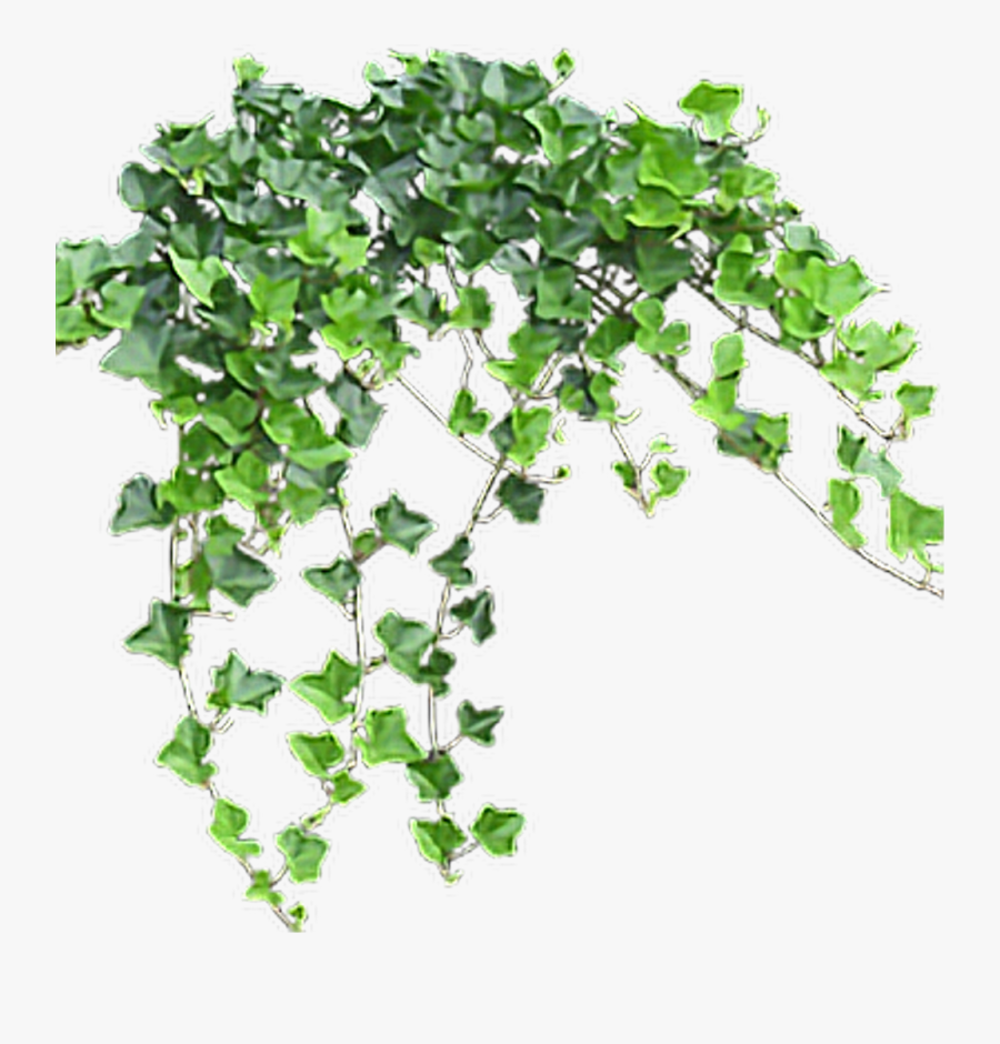 Ivy - Transparent Background Ivy Transparent , Free Transparent Clipart ...