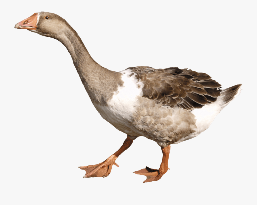 Goose Png , Free Transparent Clipart - ClipartKey