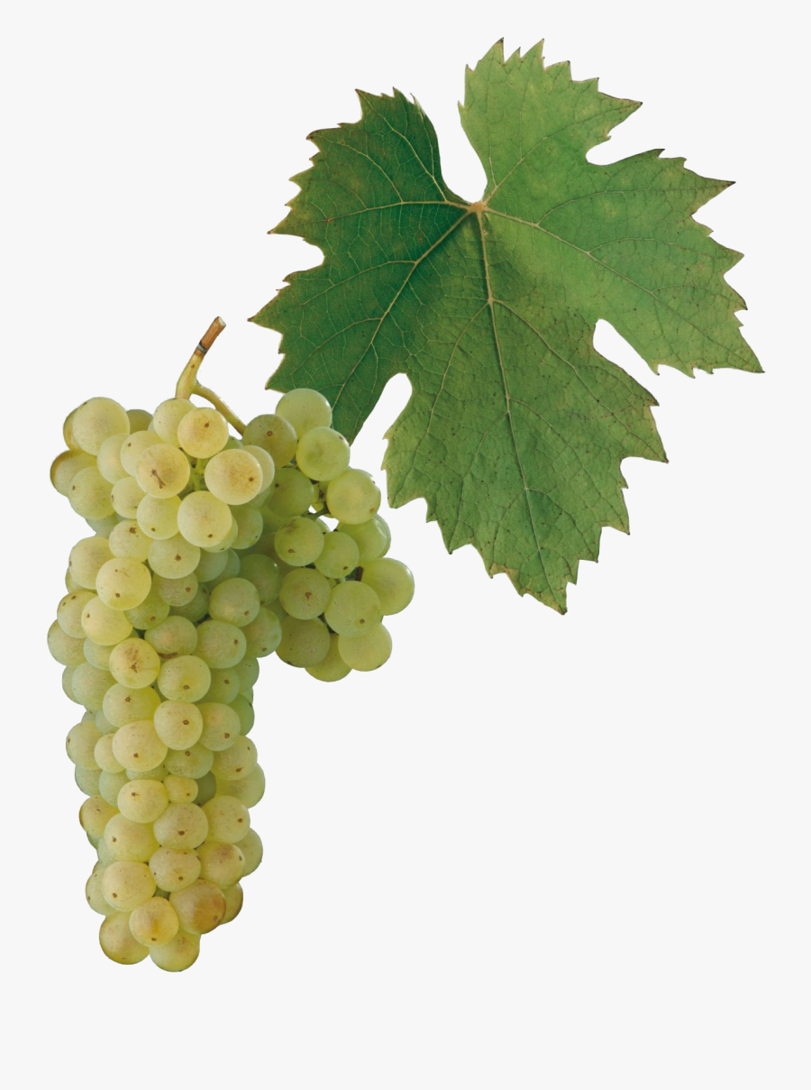 Gruner Veltliner Png Grape , Free Transparent Clipart - ClipartKey