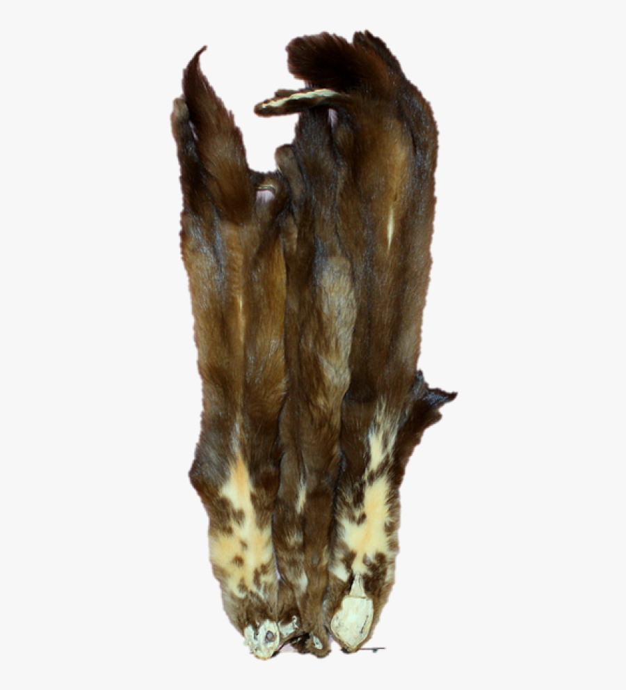 Sable Pelt/pine Marten Pelt - Driftwood , Free Transparent Clipart ...