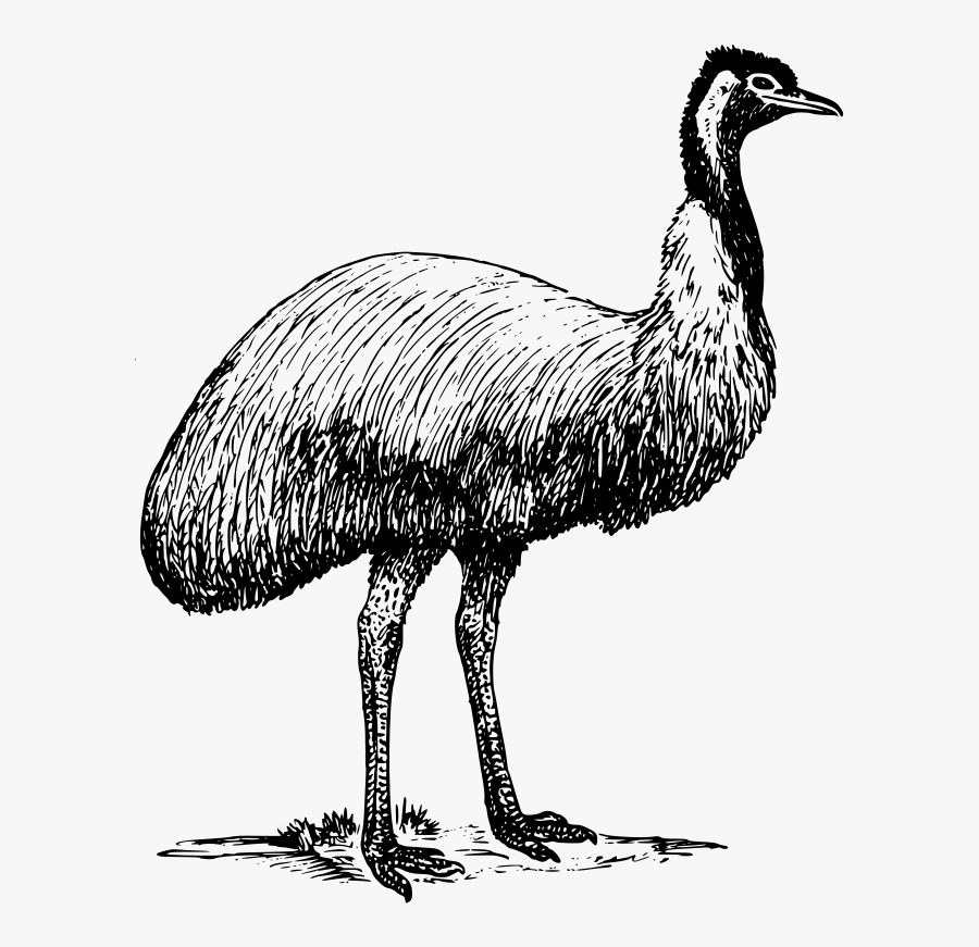 Flightless - Australian Birds With Name , Free Transparent Clipart ...