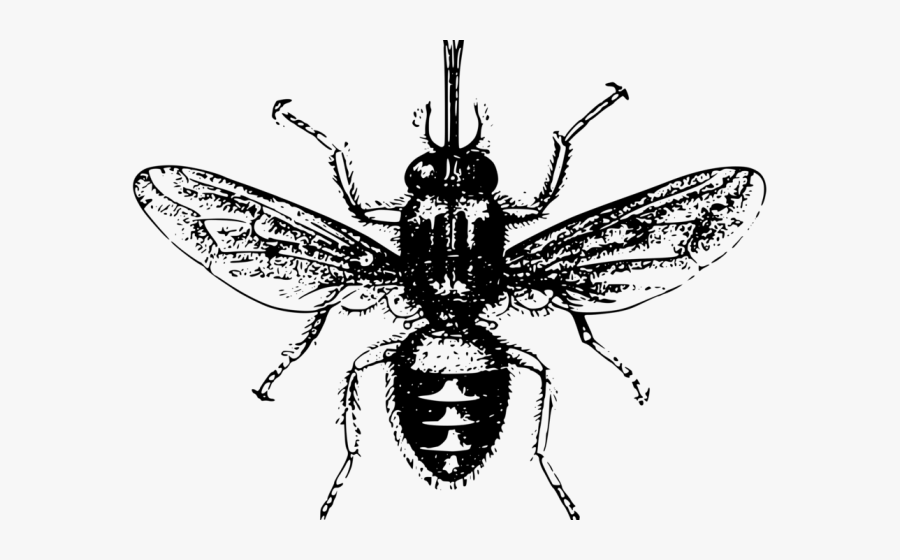 Fly Clipart Insect - Tsetse Fly Png , Free Transparent Clipart - ClipartKey