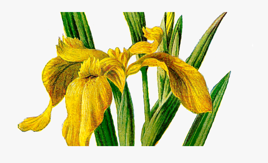 Transparent Iris Flower Png - Yellow Iris Png , Free Transparent ...