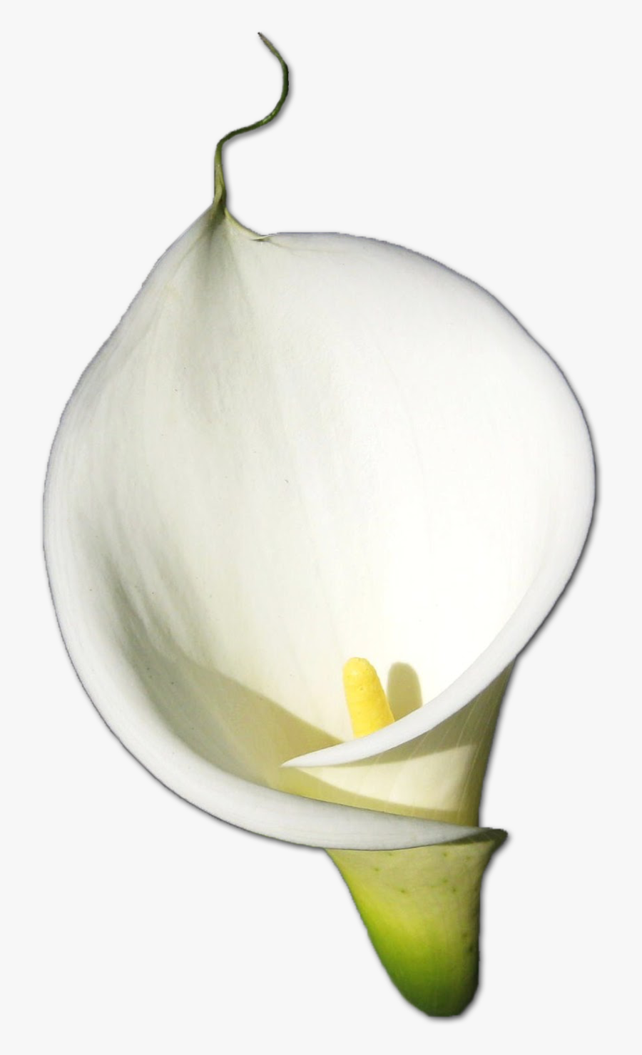 Calla Png Hd - Calla Lily Flower Png , Free Transparent Clipart ...
