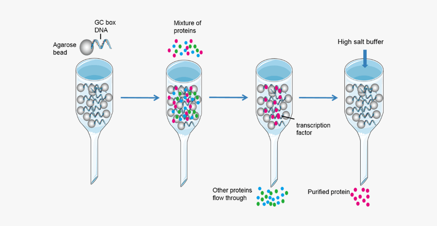 Protein Purification Chromatography , Free Transparent Clipart - ClipartKey
